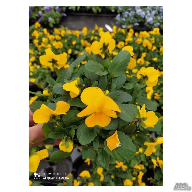 Viola Mini Мини теменужка жълта Цветя декоративни растения